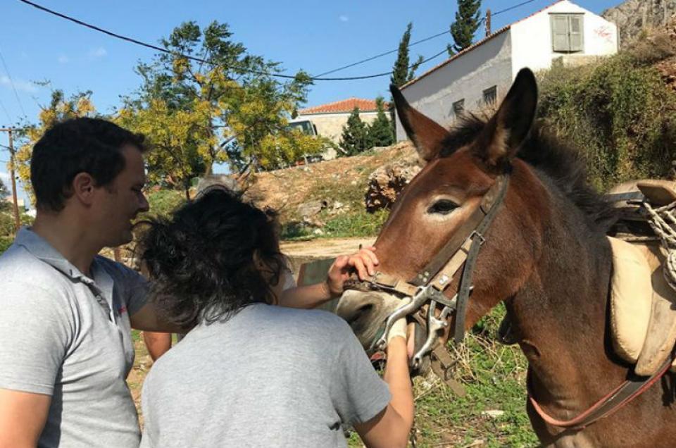 Δήμος Ύδρας: Πρόγραμμα φροντίδας για τα ιπποειδή σε συνεργασία με την ANIMAL ACTION HELLAS στις ...