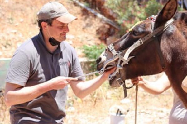 Πρόγραμμα φροντίδας για τα ιπποειδή από τον Δήμο Ύδρας σε συνεργασία με την ANIMAL ACTION HELLAS ...