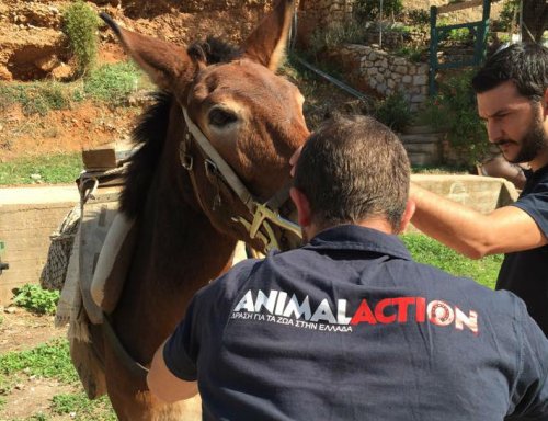 Πρώτη μέρα φροντίδας των ιπποειδών από την Animal Action σε συνεργασία ...